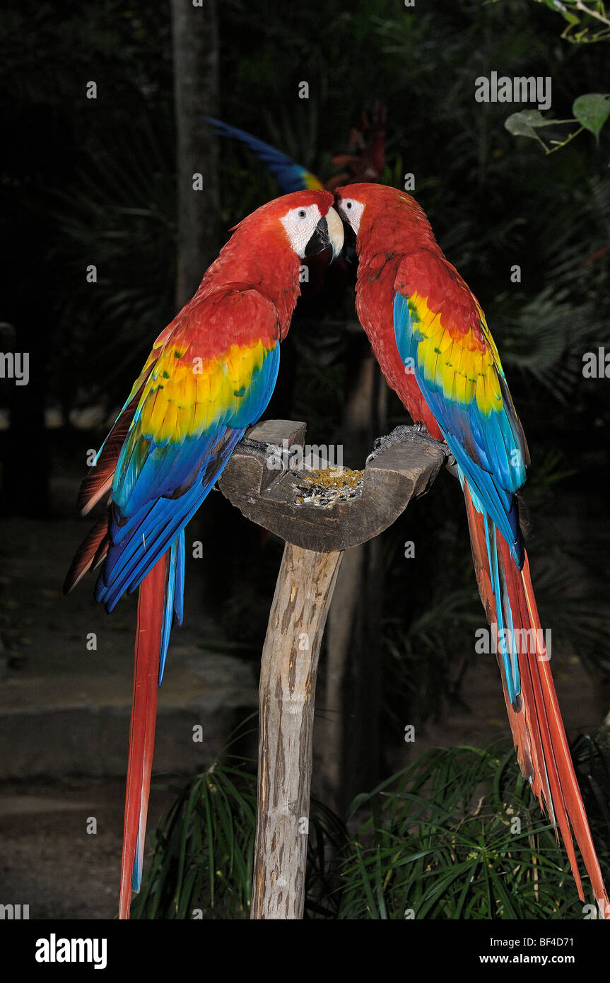 Royaume maya Banque de photographies et d’images à haute résolution - Alamy