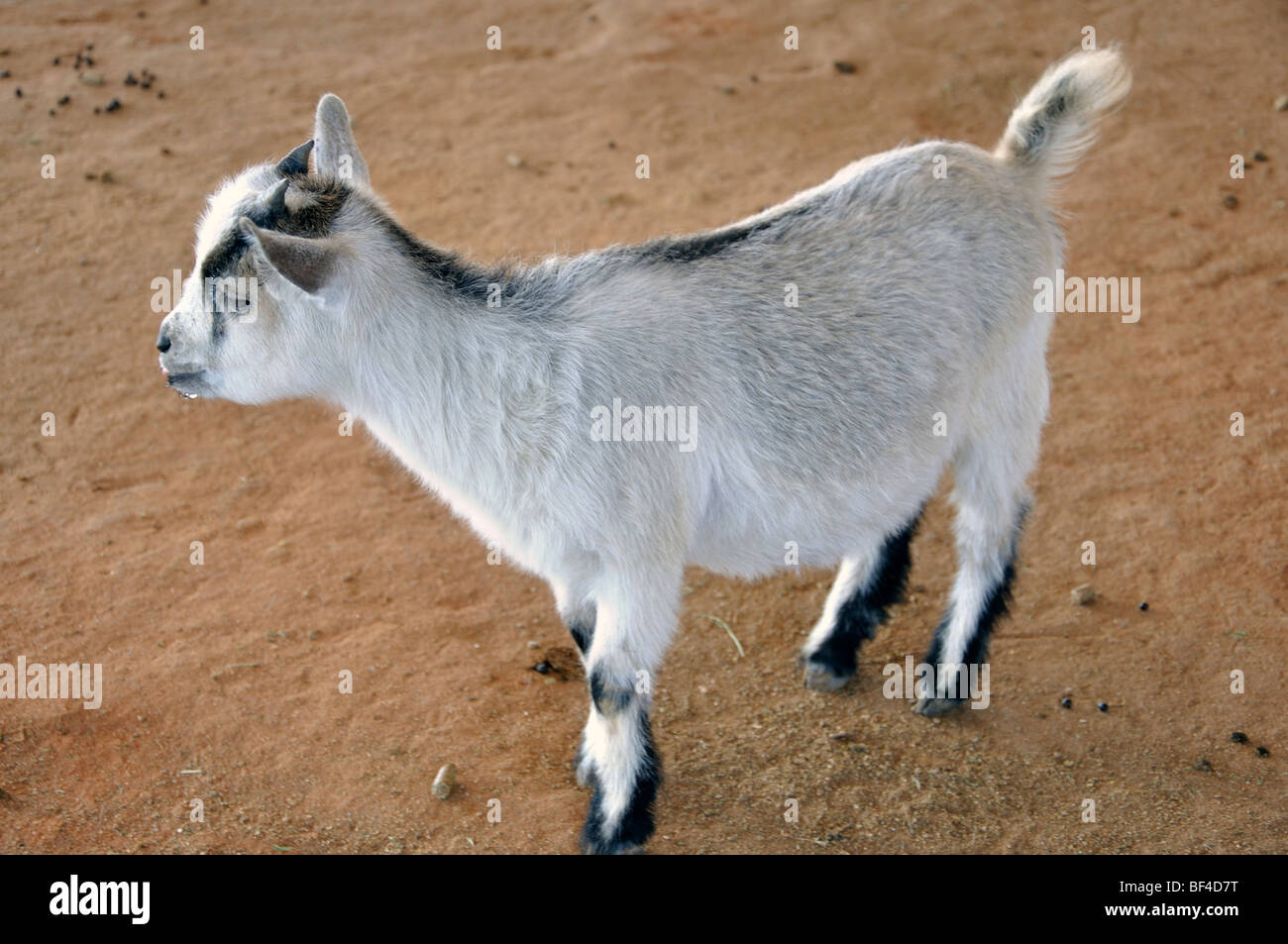 Bébé chèvre Banque de photographies et d’images à haute résolution - Alamy