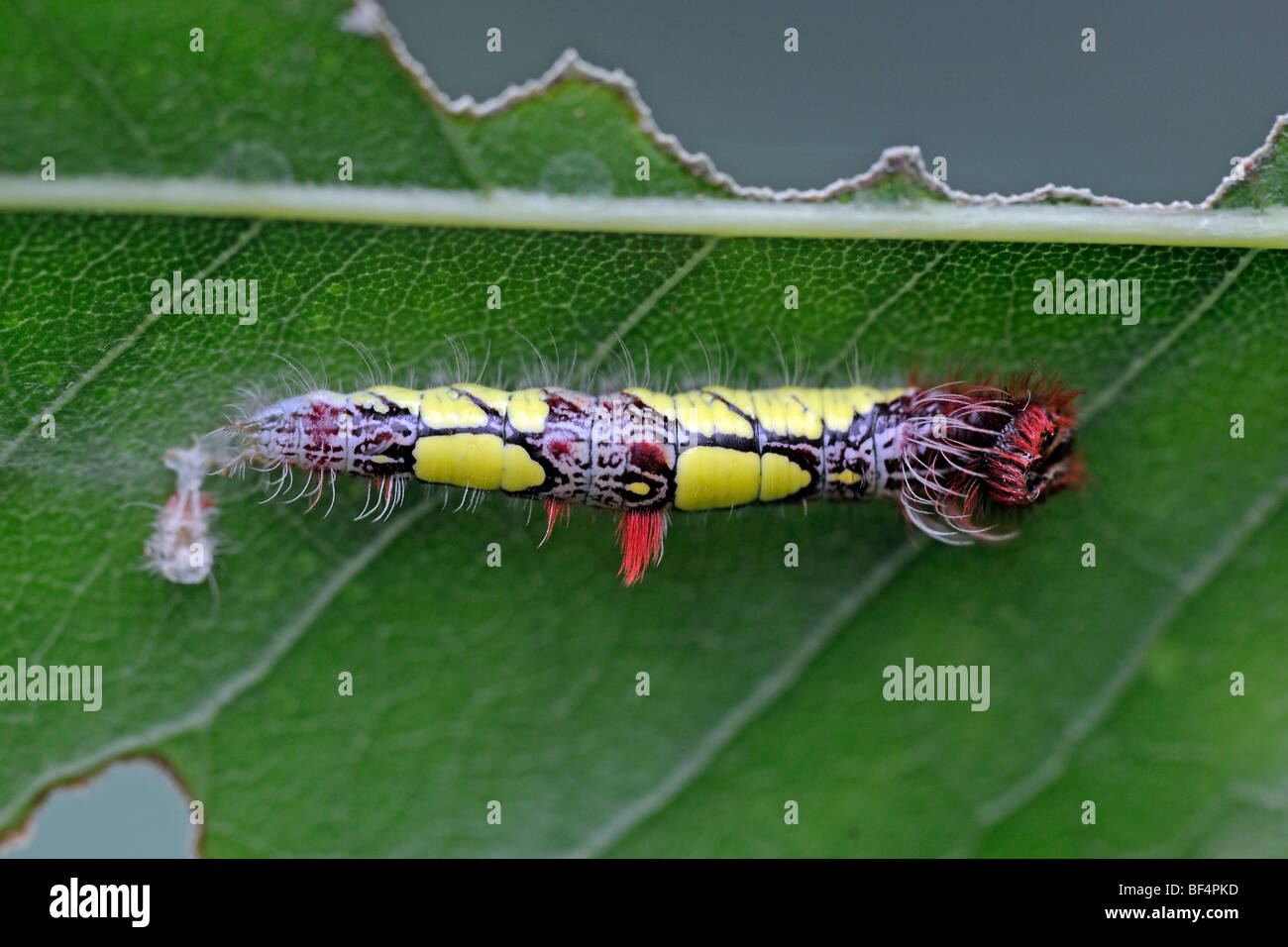 Larve de papillon morpho bleu Banque de photographies et d’images à haute résolution - Alamy