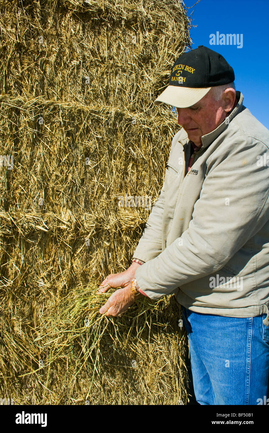 Un producteur de bétail en balles de paille de riz des chèques qui est ...