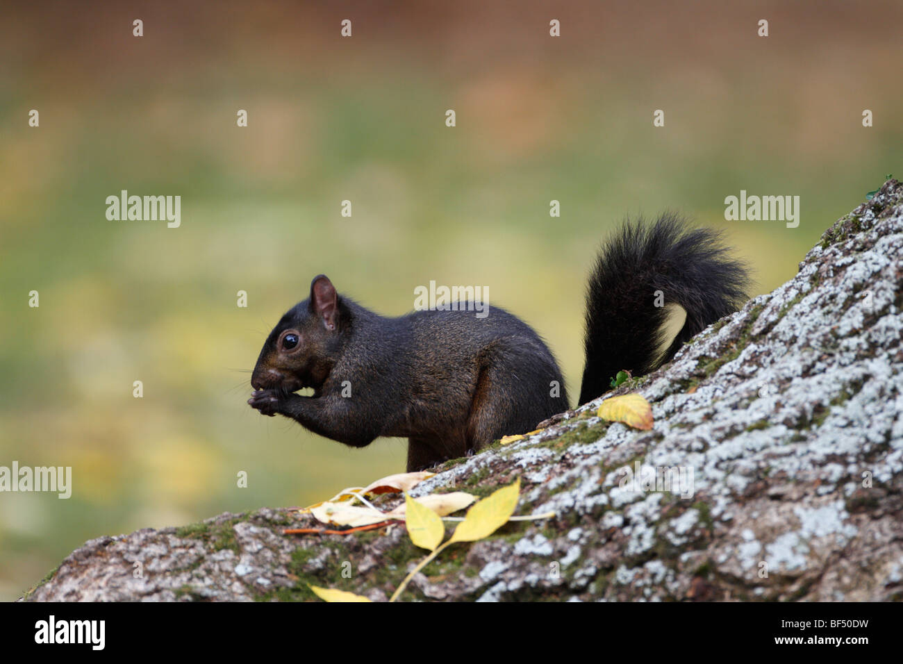 Black squirrel sciurus carolinensis Banque de photographies et d’images ...