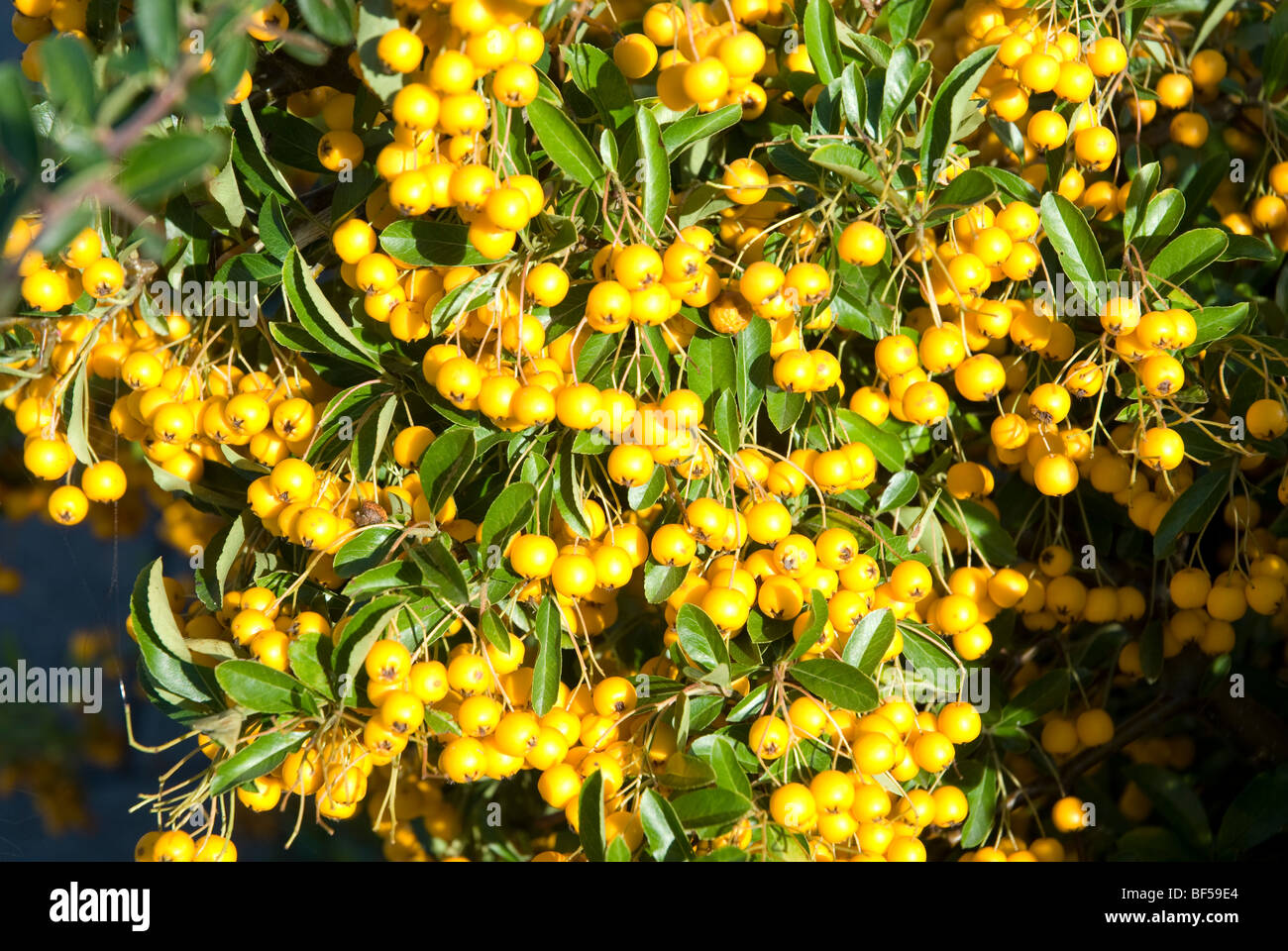 Baies jaunes pyracantha Banque de photographies et d’images à haute ...
