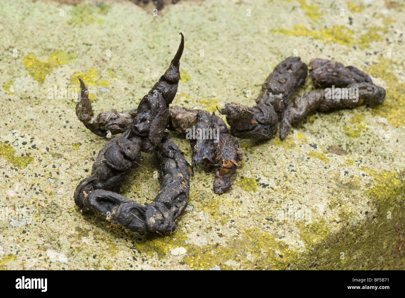 Crottes d'animaux Banque de photographies et d’images à haute ...