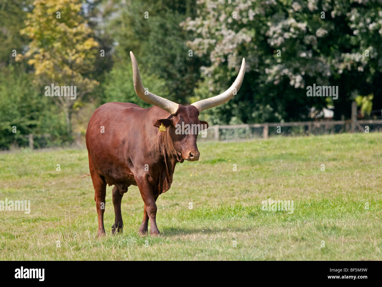 Vache africaine Banque de photographies et d’images à haute résolution ...