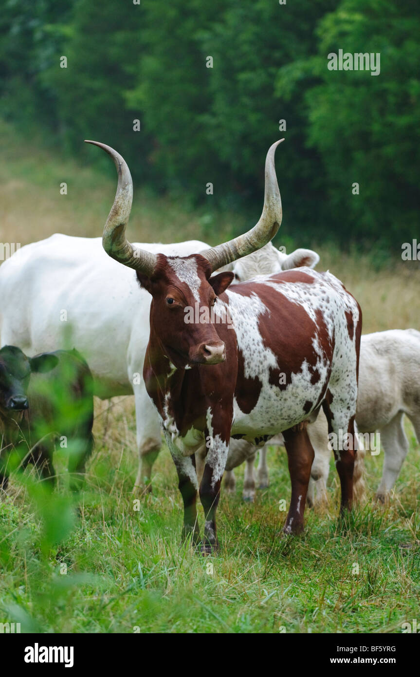 Ankole watusi cattle Banque de photographies et d’images à haute ...