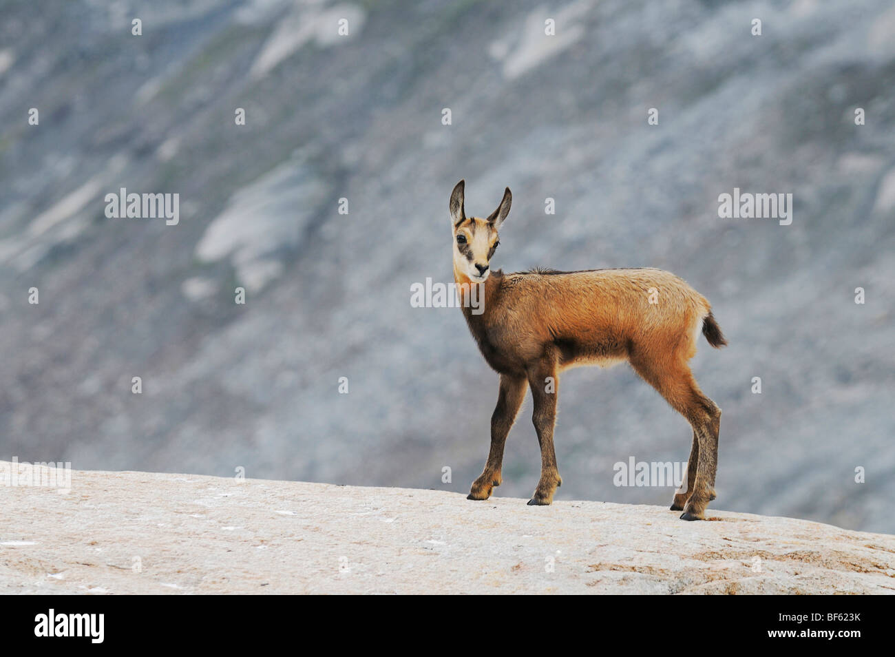 Goat alp switzerland Banque de photographies et d’images à haute ...