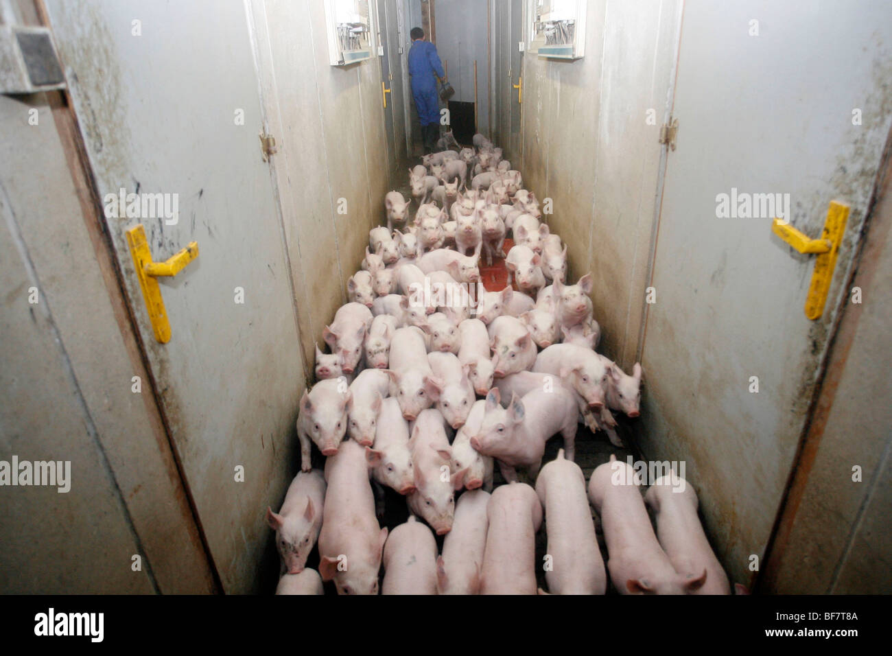 L'élevage porcin en usine en Bretagne Photo Stock - Alamy