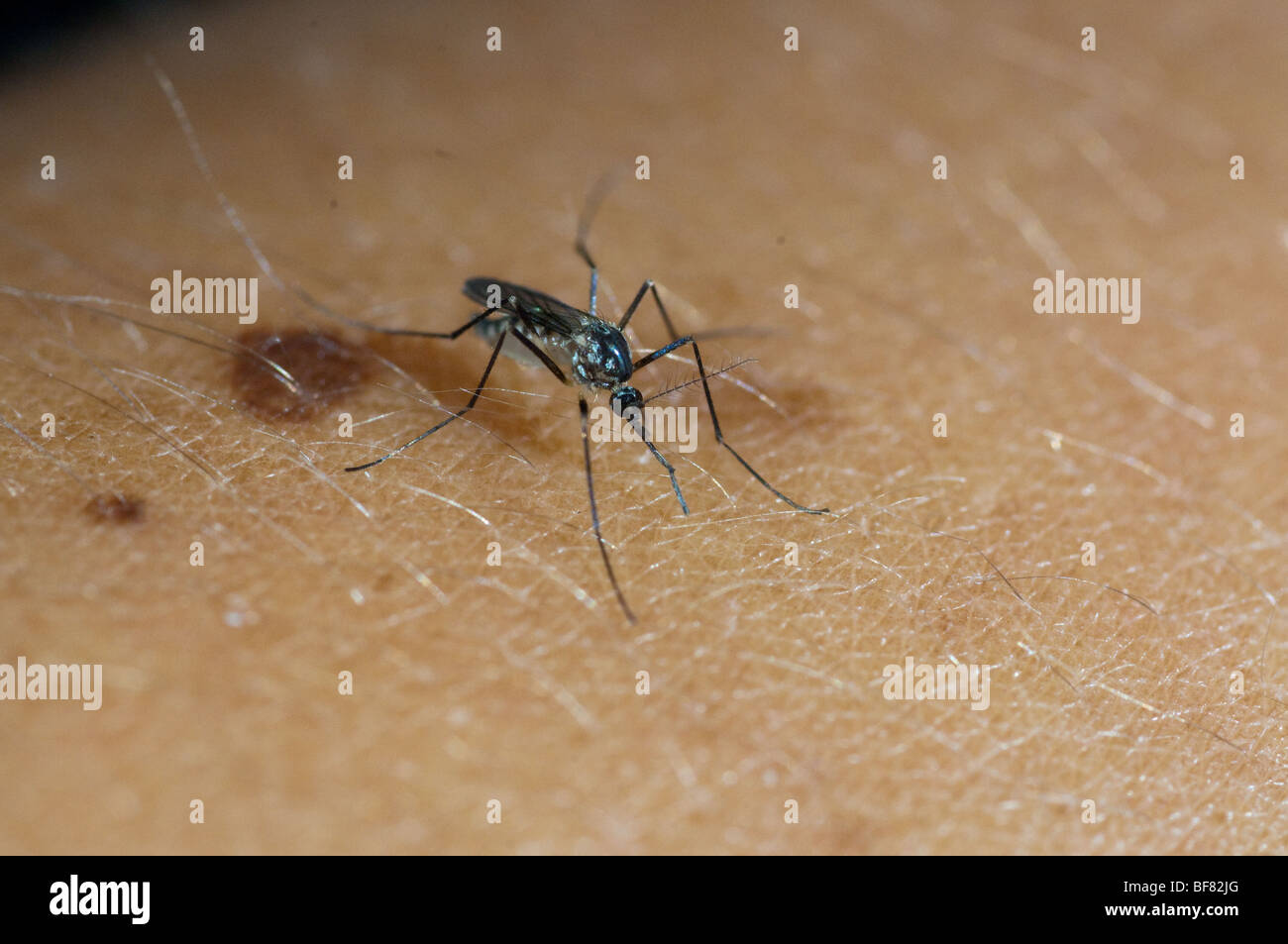 Moustique sur la peau Banque de photographies et d’images à haute résolution - Alamy