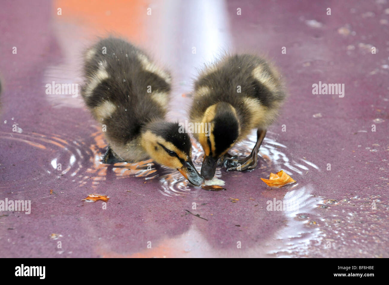 Canetons qui marchent Banque de photographies et d’images à haute ...