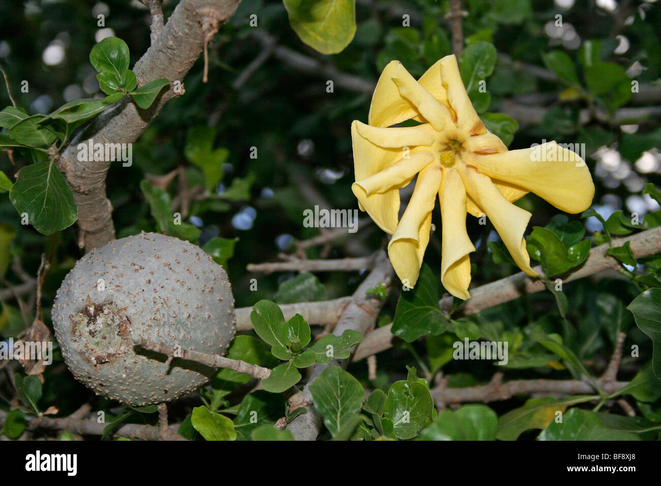 Wild gardenia Banque de photographies et d’images à haute résolution ...