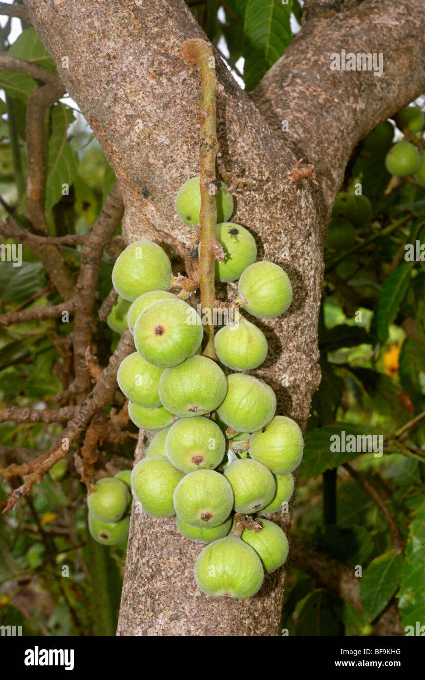 Ficus racemosa Banque de photographies et d’images à haute résolution ...