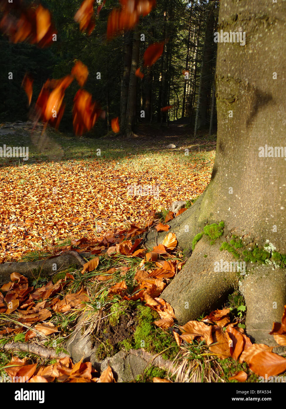 Feuilles qui tombent de l'arbre Banque de photographies et d’images à ...