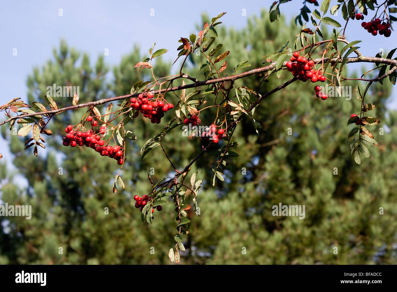 Sorbus aucuparia pyrus aucuparia Banque de photographies et d’images à ...