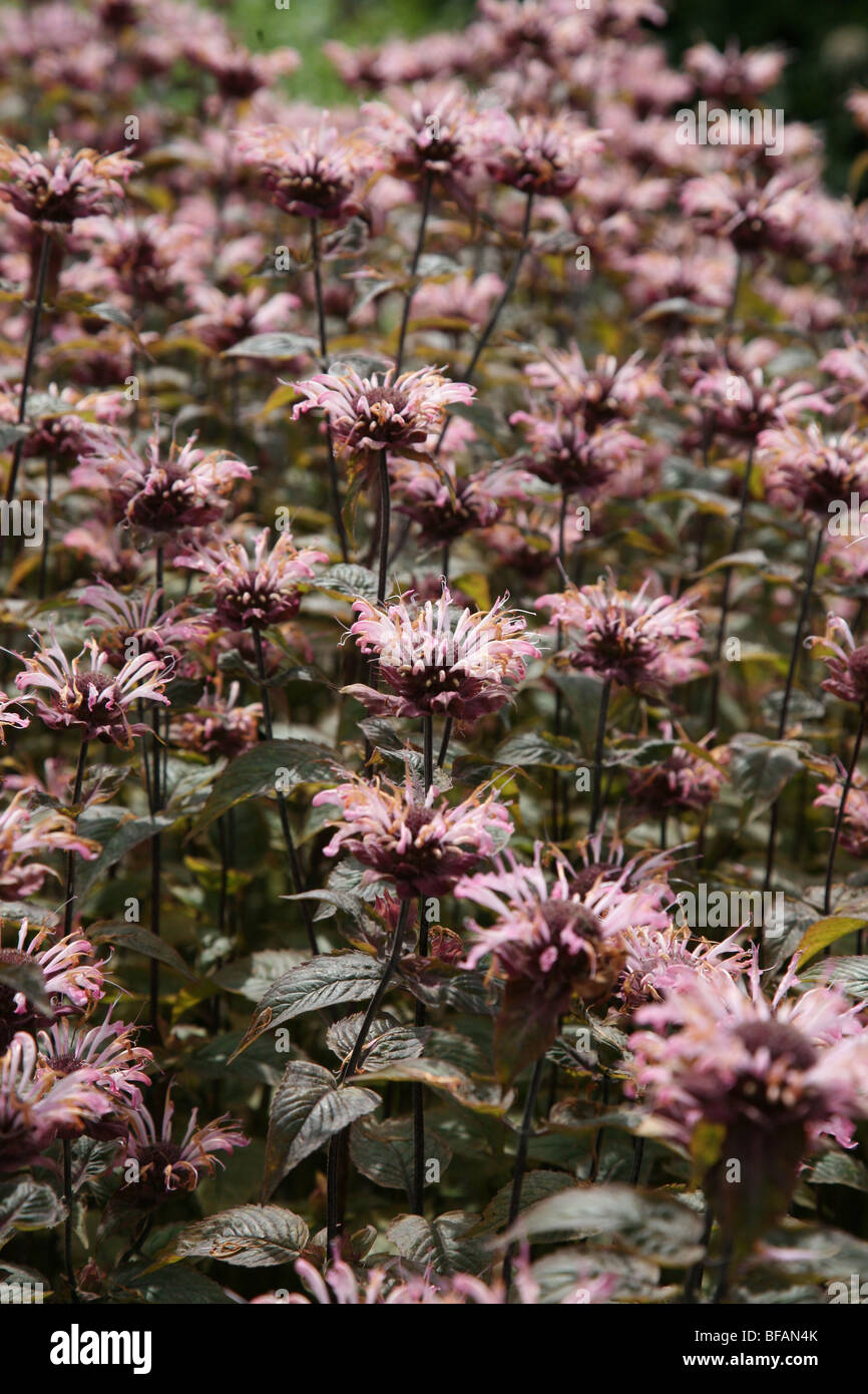 Monarda fistulosa Banque de photographies et d’images à haute ...