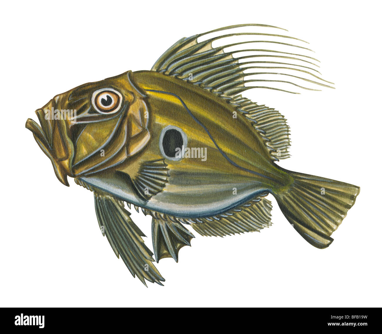 Drawing john dory fish Banque de photographies et d’images à haute ...