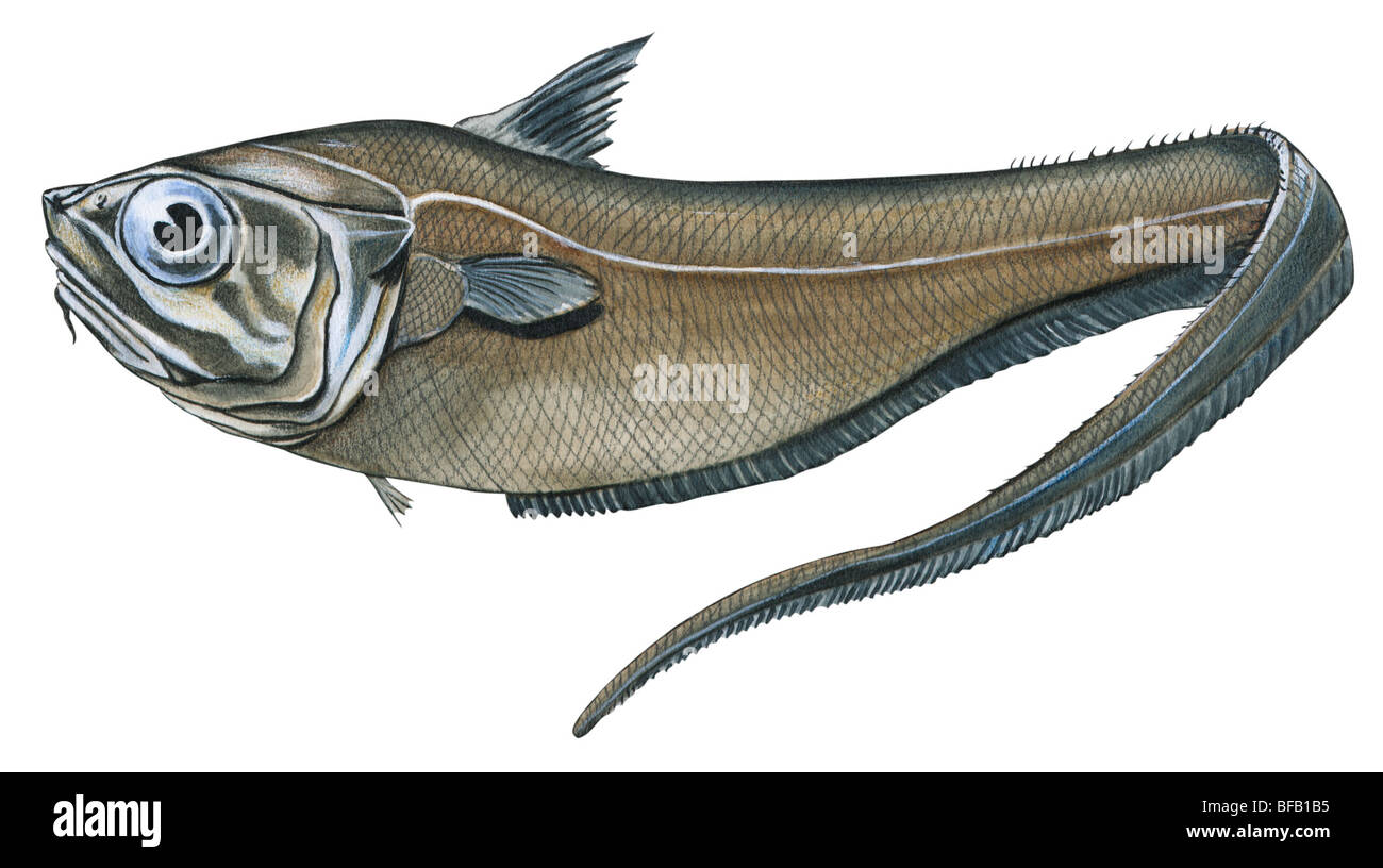 Grenadier de poisson Banque de photographies et d’images à haute ...