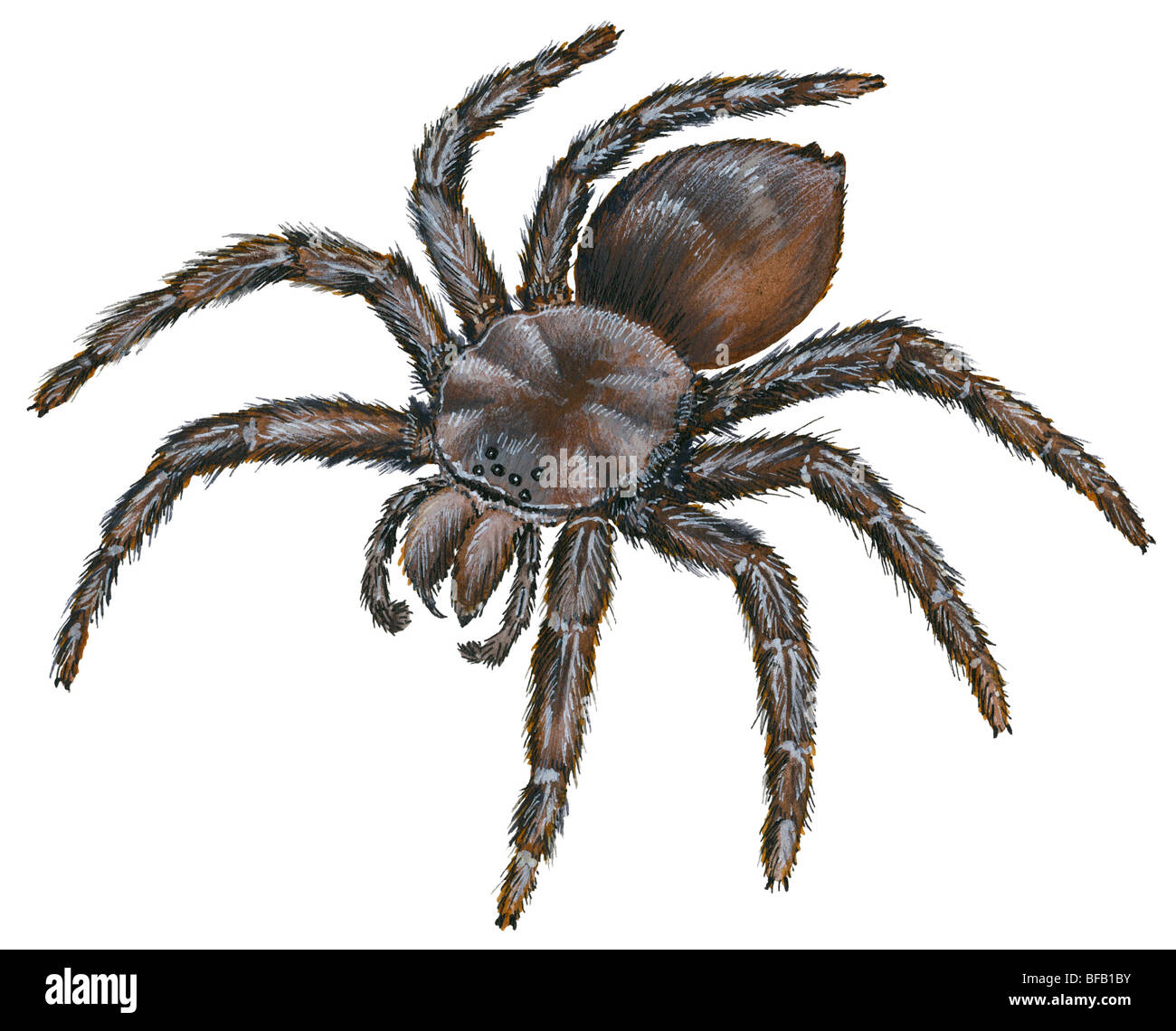 Grande tarentule Banque de photographies et d’images à haute résolution ...