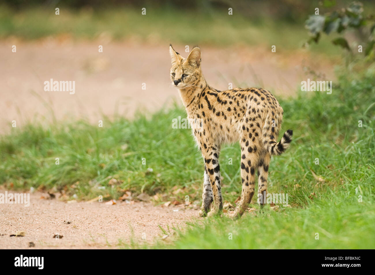 Serval captive Banque de photographies et d’images à haute résolution - Alamy