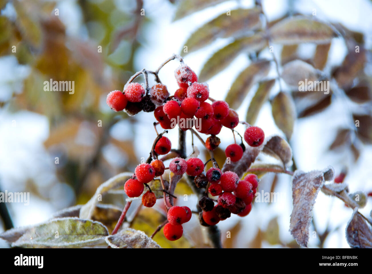 Got frostbite Banque de photographies et d’images à haute résolution ...