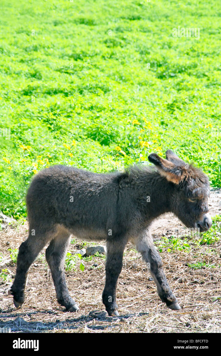 Sicilian donkey equus asinus asinus Banque de photographies et d’images ...