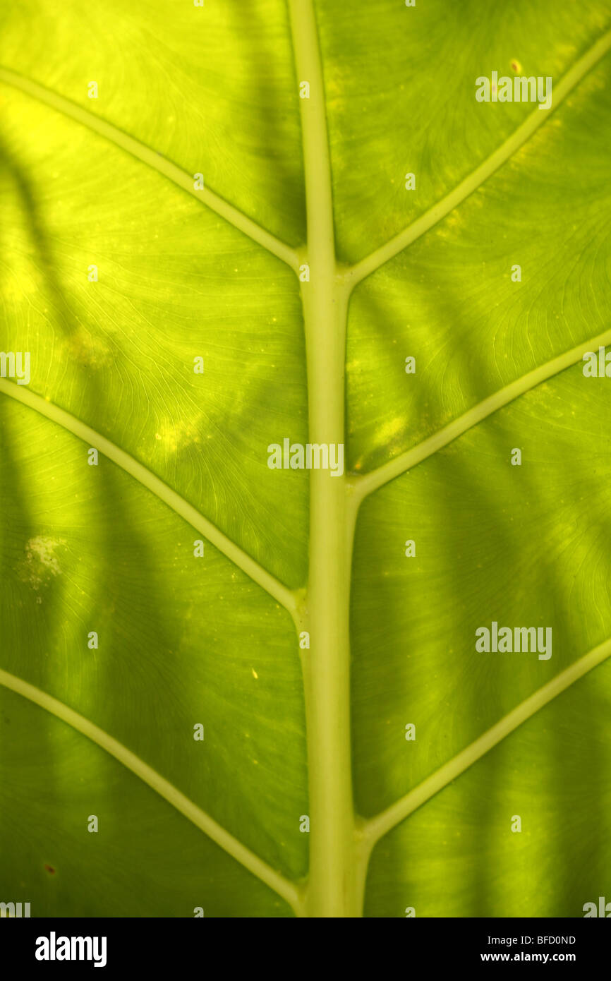 Structure des nervures des feuilles Banque de photographies et d’images ...