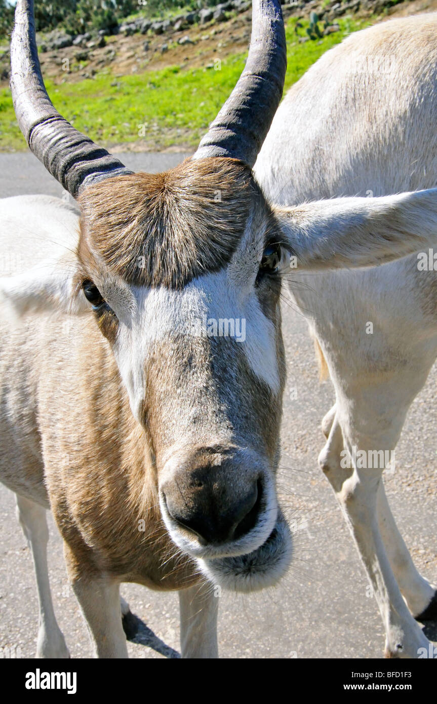 Addax addax nasomaculatus Banque de photographies et d’images à haute ...