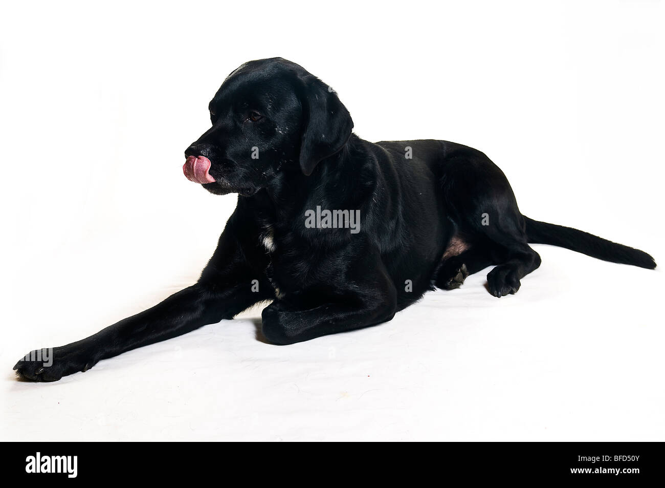 Croix noire de labrador Banque de photographies et d’images à haute ...