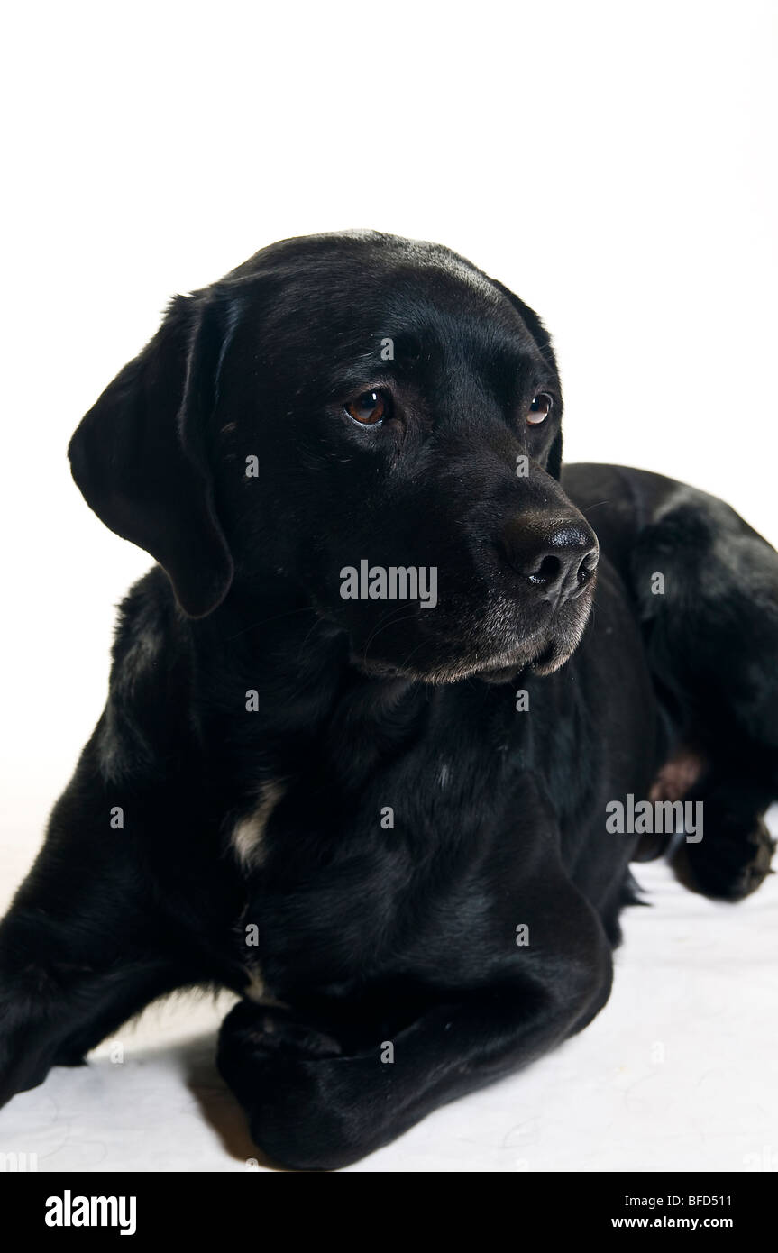 Croix noire de labrador Banque de photographies et d’images à haute ...