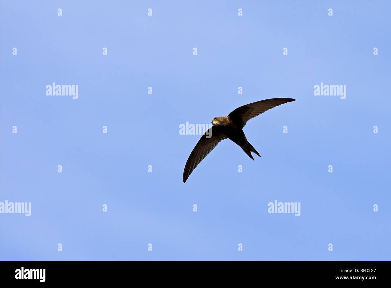 Common swift Banque de photographies et d’images à haute résolution - Alamy