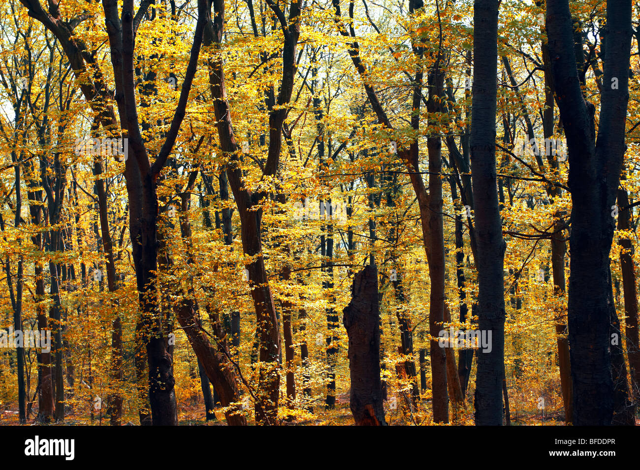 Automne hongrie Banque de photographies et d’images à haute résolution ...