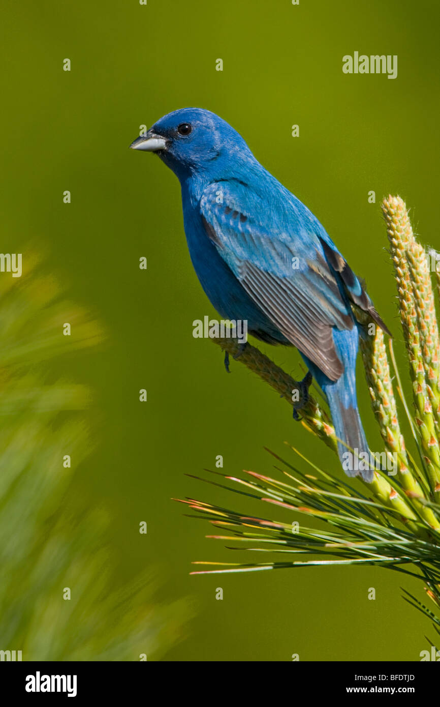 Bruant indigo Banque de photographies et d’images à haute résolution ...