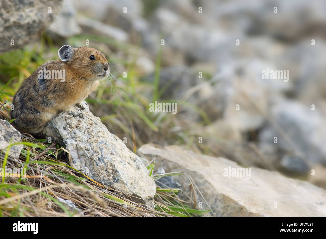 Pika américain Banque de photographies et d’images à haute résolution ...