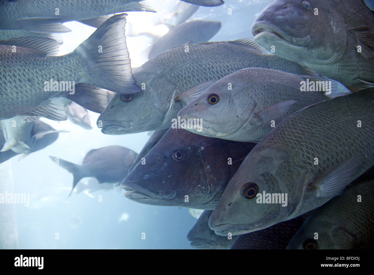 Banc de poissons nageant sous l'eau Banque de photographies et d’images ...