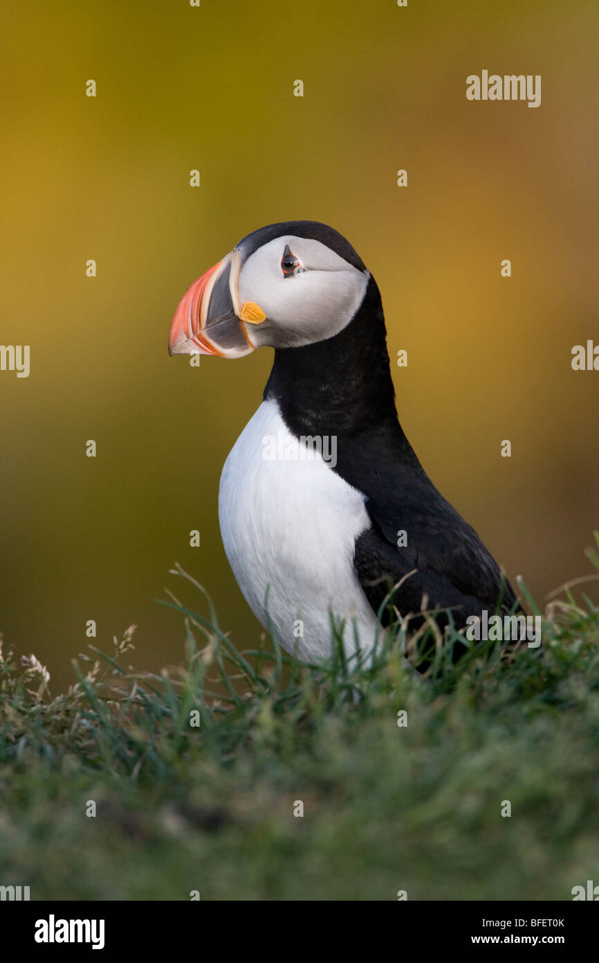 Un macareux atlantique Banque de photographies et d’images à haute ...