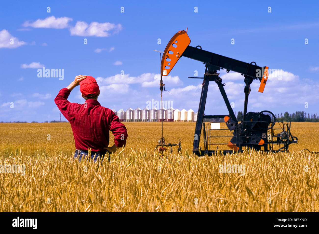 L'homme donne sur un champ de blé prêt de la récolte avec une pompe à ...