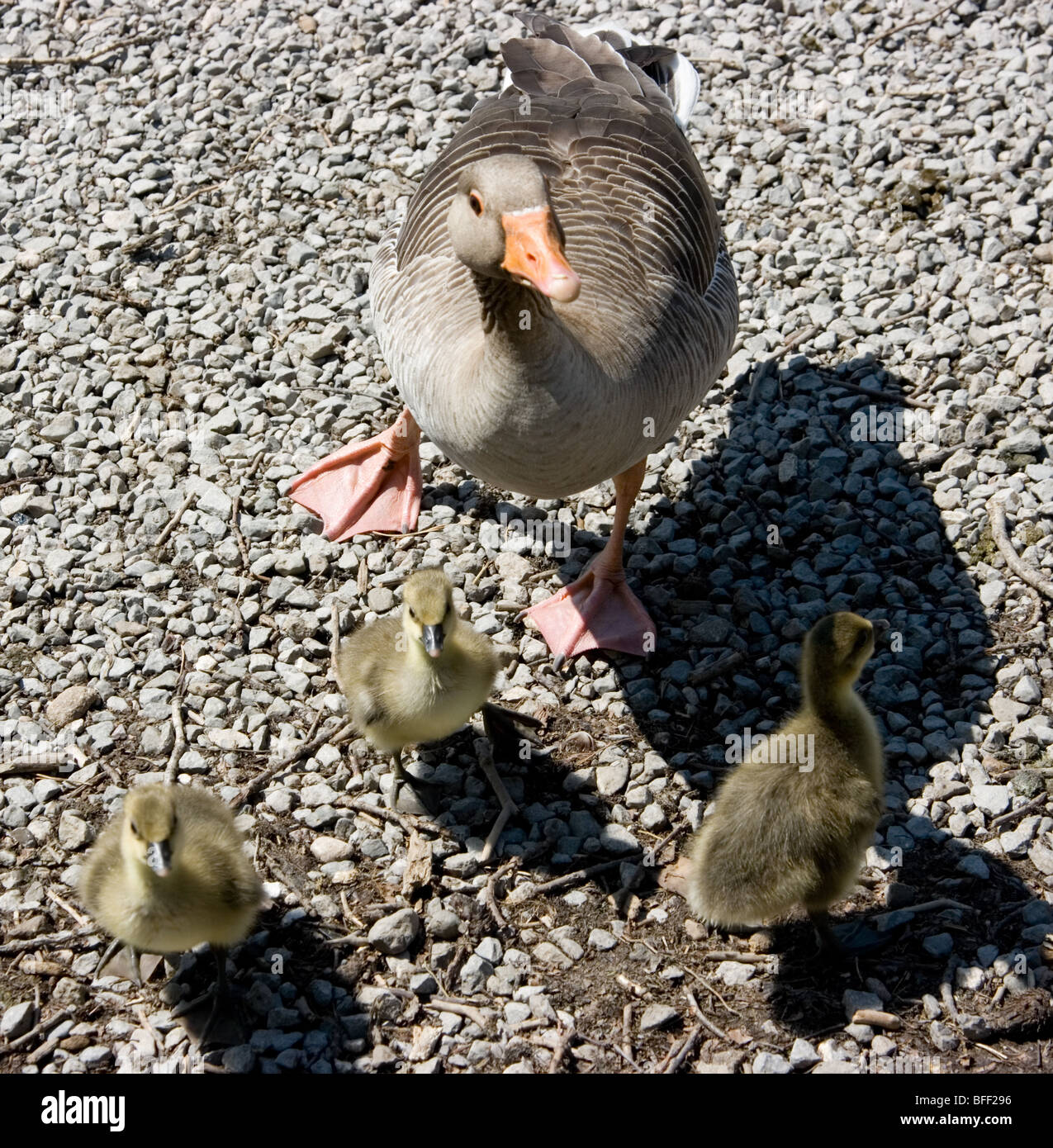 Goose mother Banque de photographies et d’images à haute résolution - Alamy
