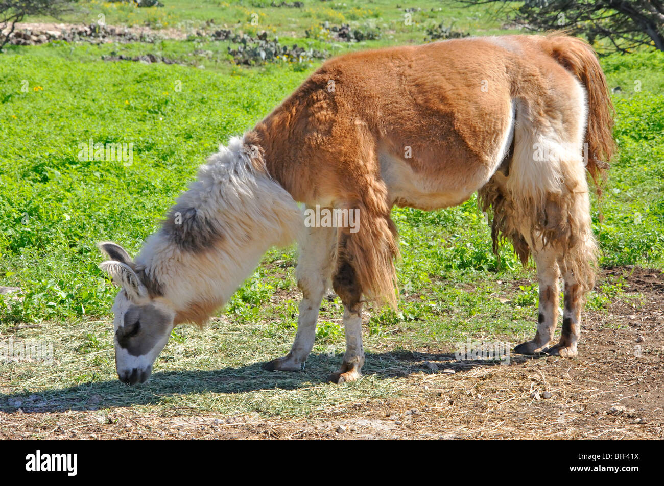 Lama manger Banque de photographies et d’images à haute résolution - Alamy