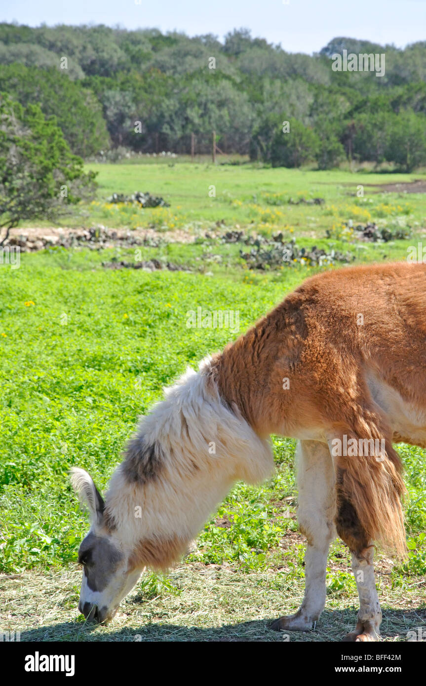 Lama Manger Banque d'image et photos - Alamy