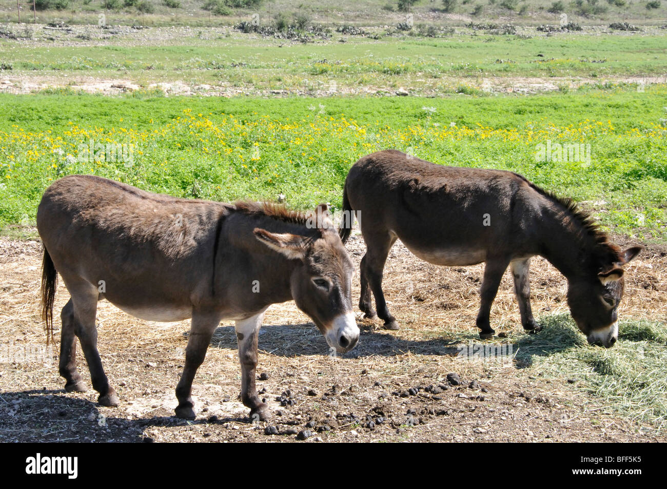 Sicilian donkey equus asinus asinus Banque de photographies et d’images ...