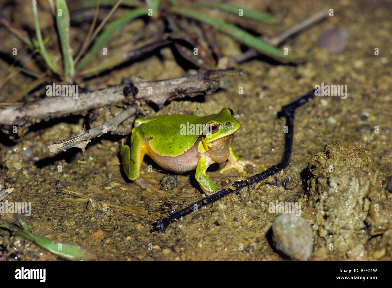Arbre généalogique commun ou grenouille Rainette européenne (Hyla ...