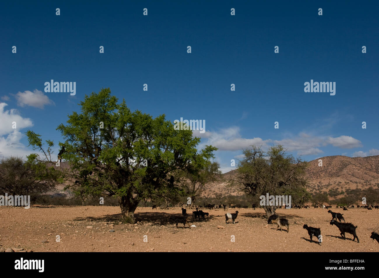 Terrain semi aride maroc Banque de photographies et d’images à haute ...
