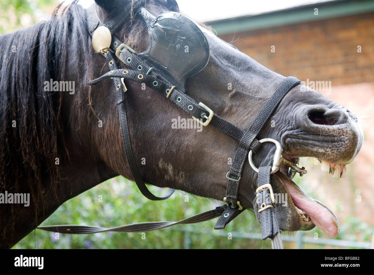 Cheval bouche Banque de photographies et d’images à haute résolution ...