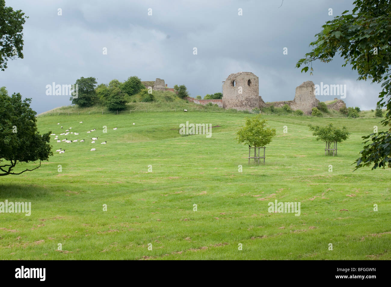 Bovins en face de Chartley château, dans entre Uttoxeter et Stafford ...