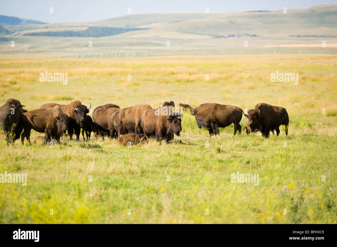 B bison Banque de photographies et d’images à haute résolution - Alamy