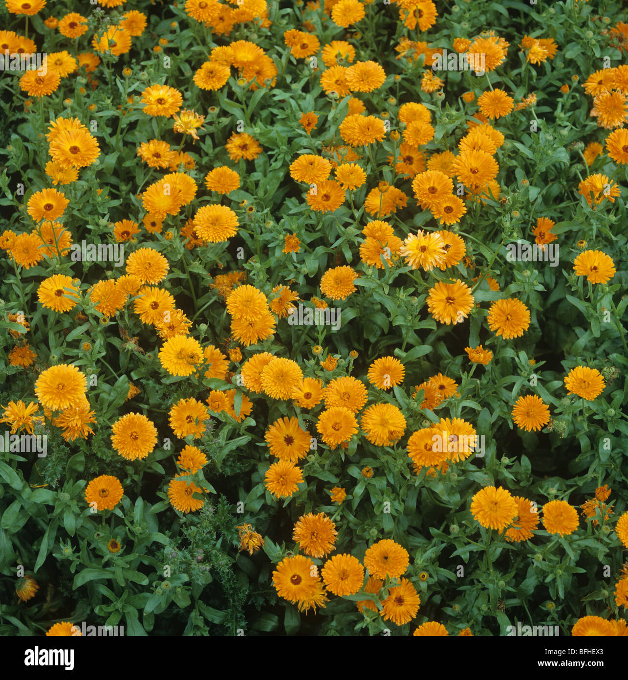 Fleur de calendula officinalis Banque de photographies et d’images à ...