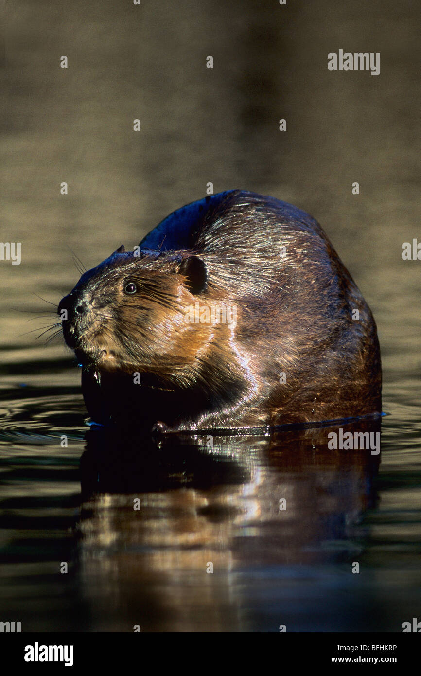 Le castor Banque de photographies et d’images à haute résolution - Alamy