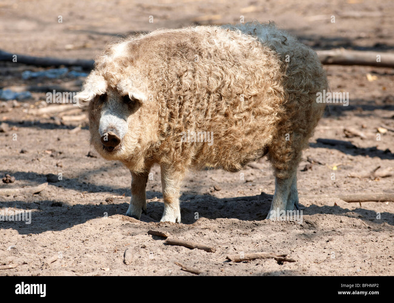 Porc Mangalica hongrois - une race rare cochon qui fait un revenir en ...