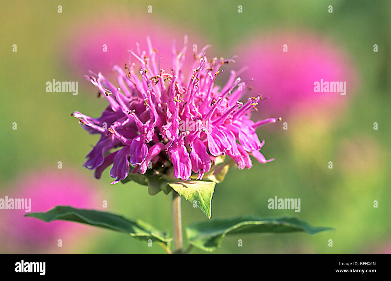 Monarda fistulosa Banque de photographies et d’images à haute ...