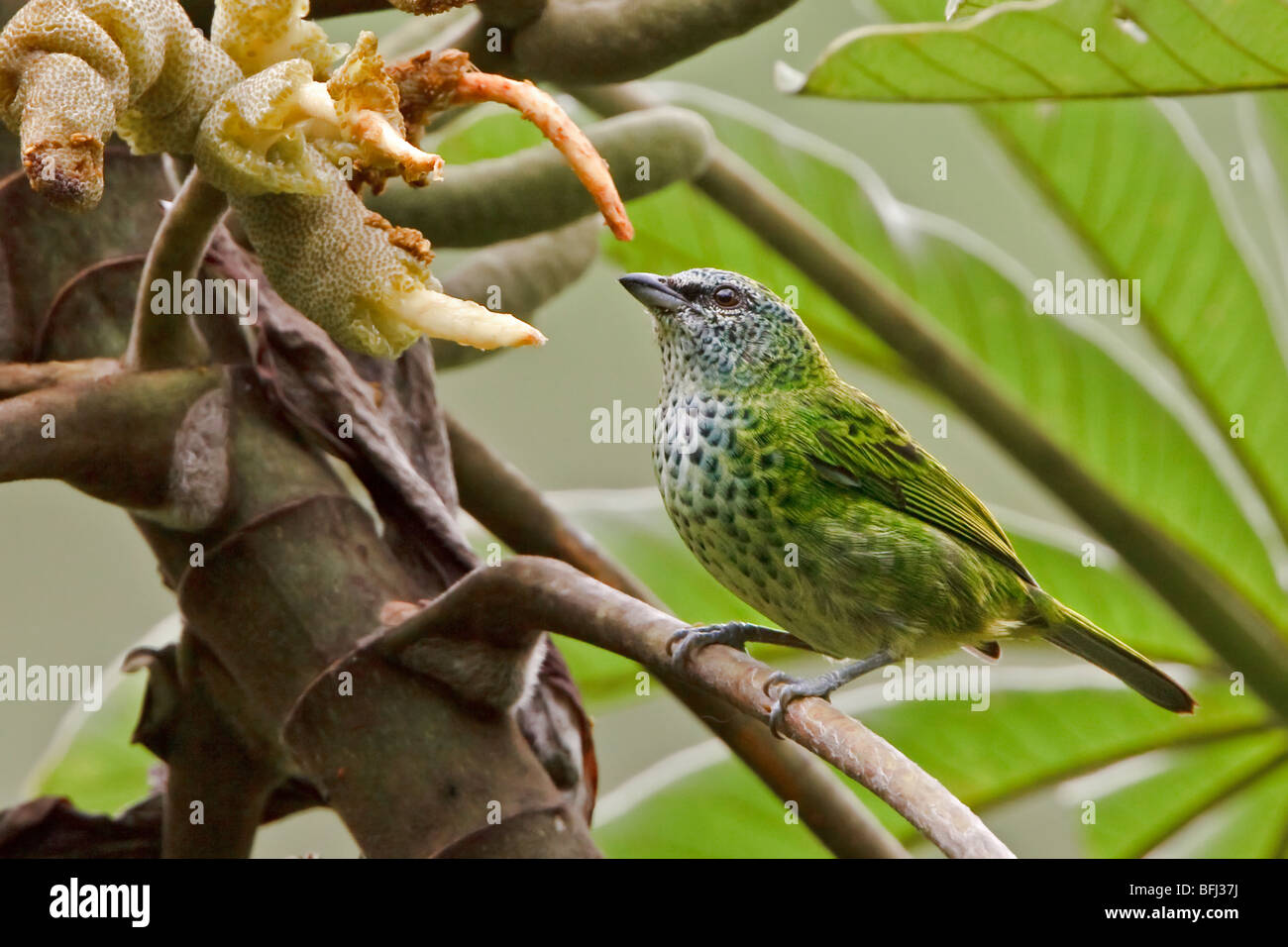 Tangara punctata Banque de photographies et d’images à haute résolution ...