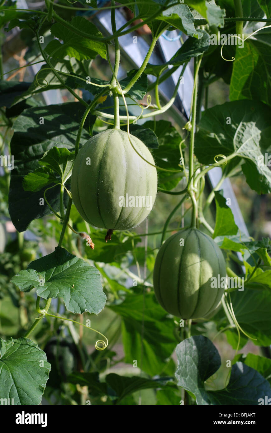 Cantaloupe melone Banque de photographies et d’images à haute ...
